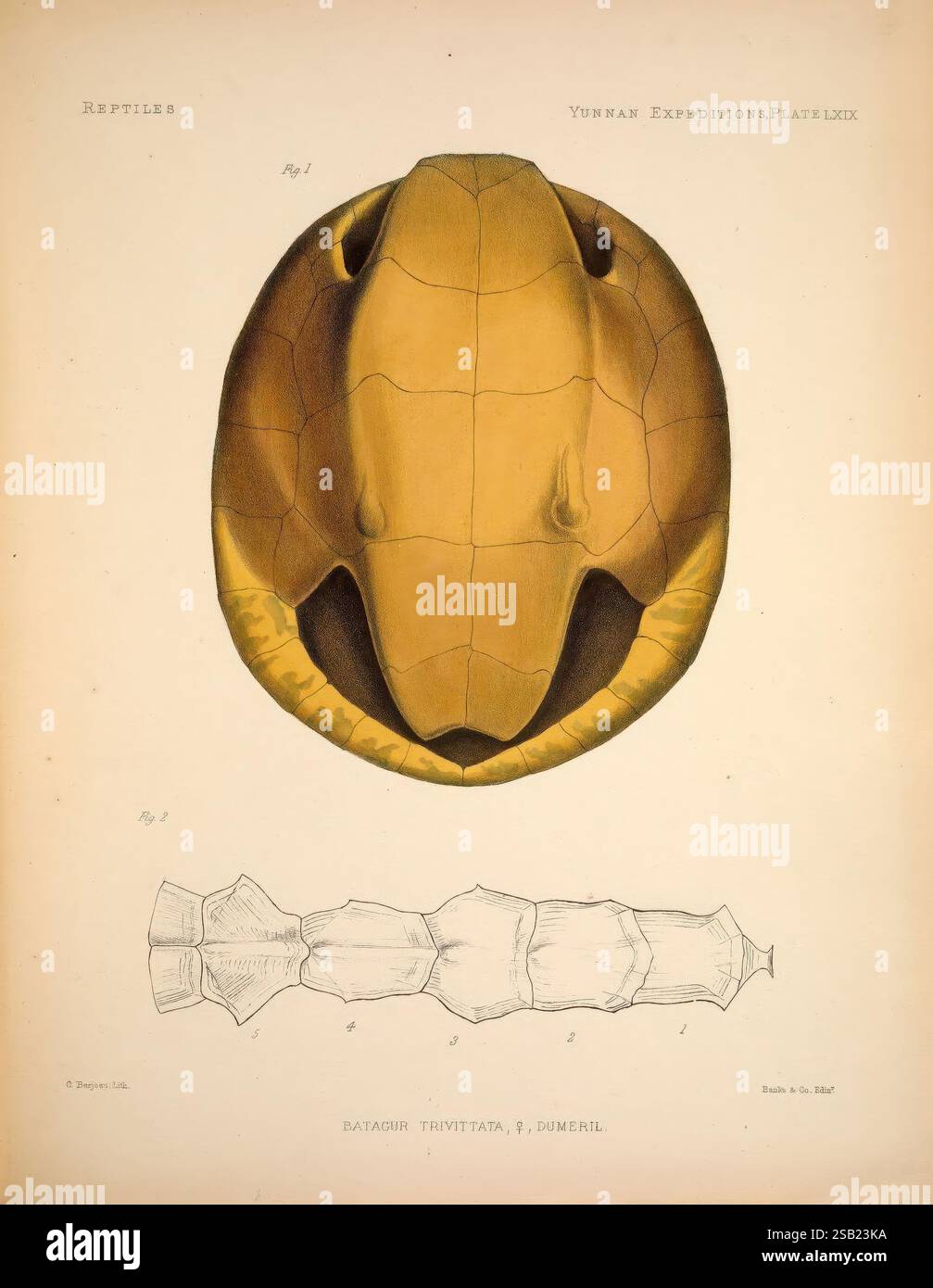 Batagur trivittata species hi-res stock photography and images - Alamy