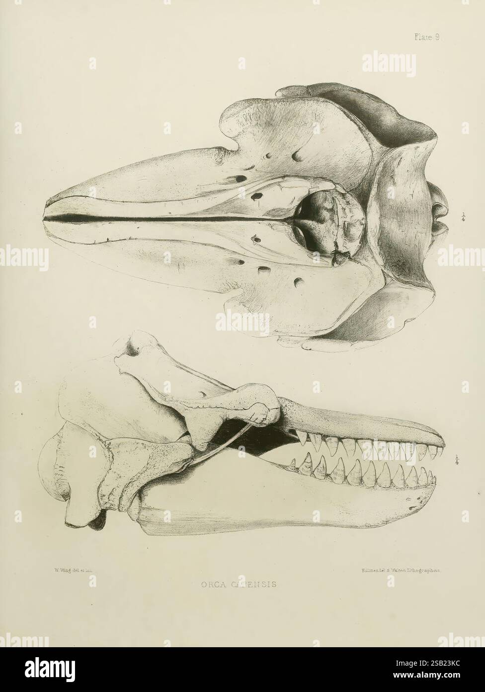 Orca caperensis hi-res stock photography and images - Alamy