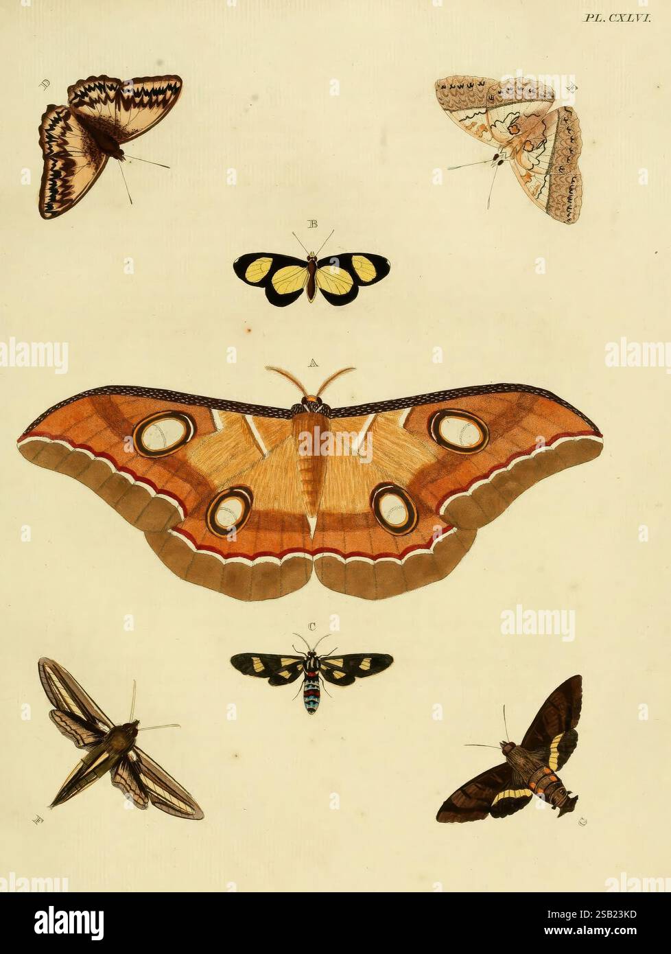 Striking moth features hi-res stock photography and images - Alamy