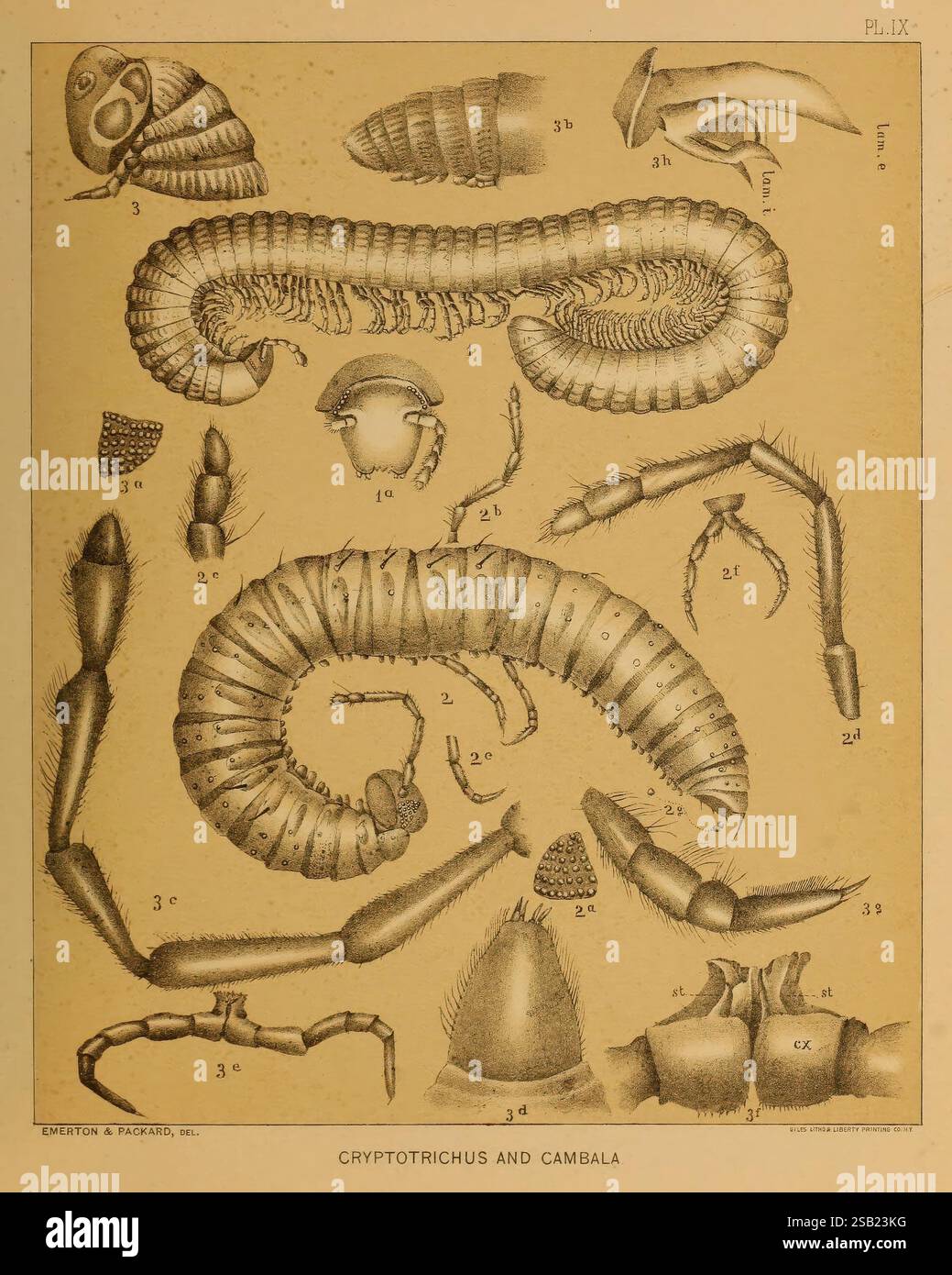 The cave fauna of North America Washington, National Academy of ...
