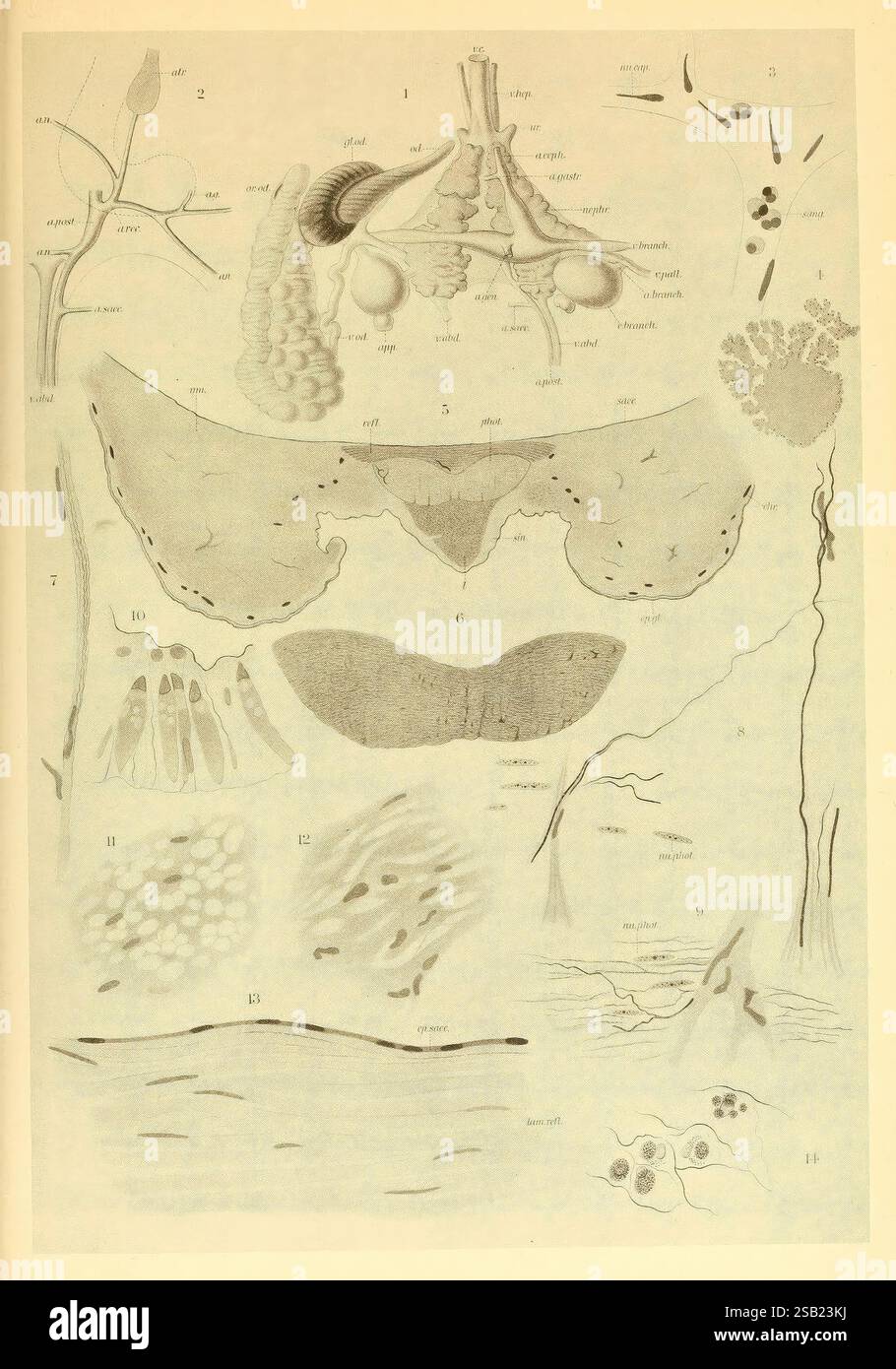 The Cephalopod Atlas, 1975, Cephalopoda, Spirula australis, Spirula ...