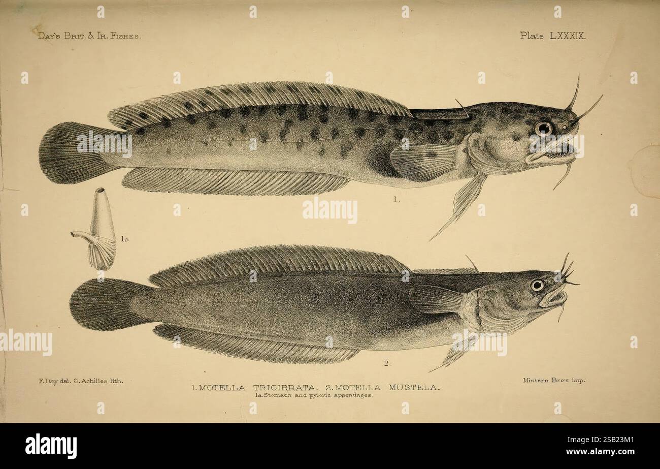 The fishes of Great Britain and Ireland, Edinburgh, 1880-1884 Great ...