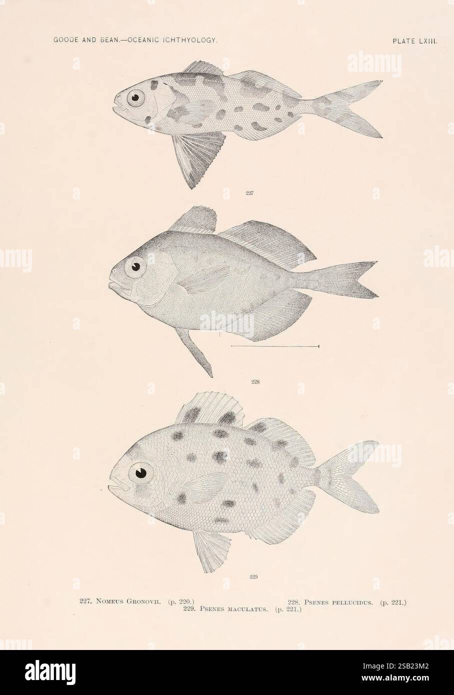 Psettus maculatus hi-res stock photography and images - Alamy