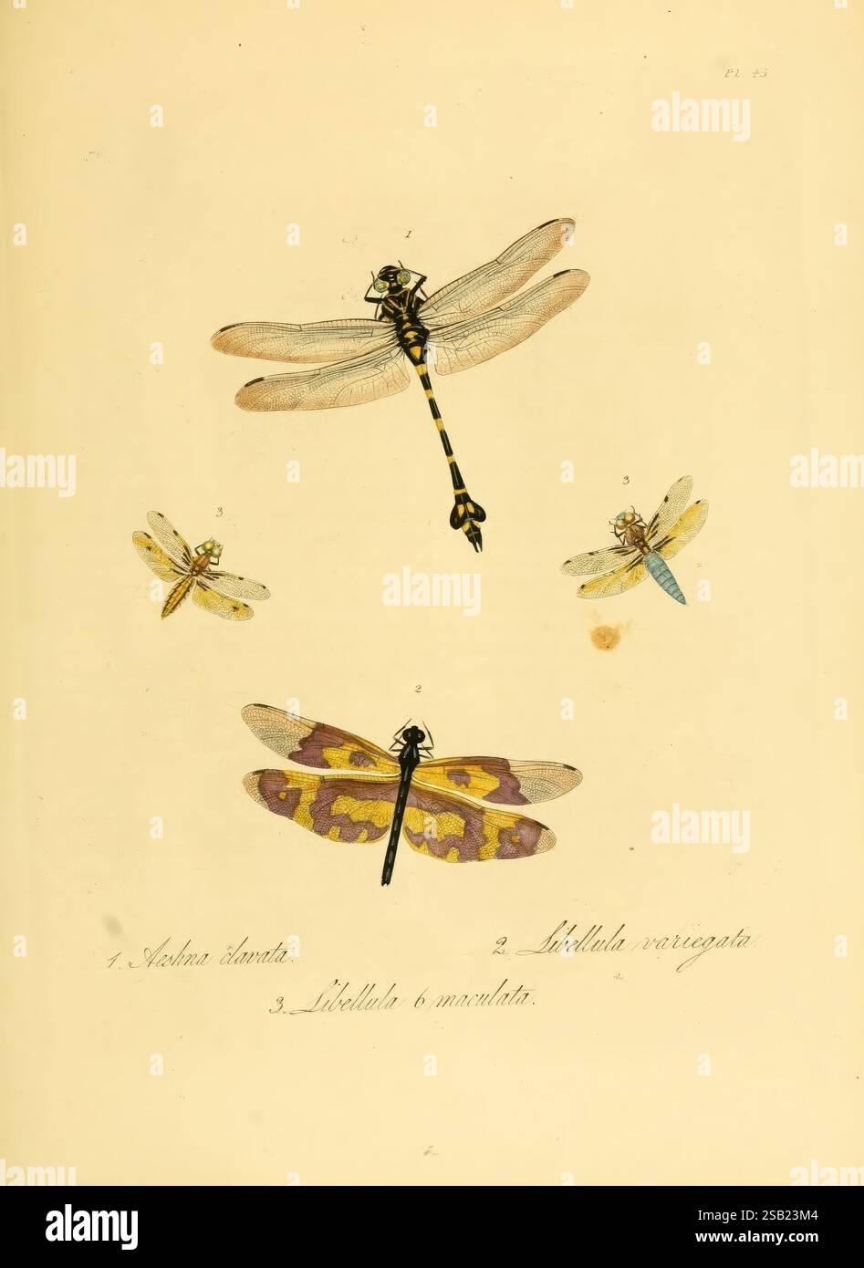 Natural history of the insects of China, 1842, China, dragonflies ...