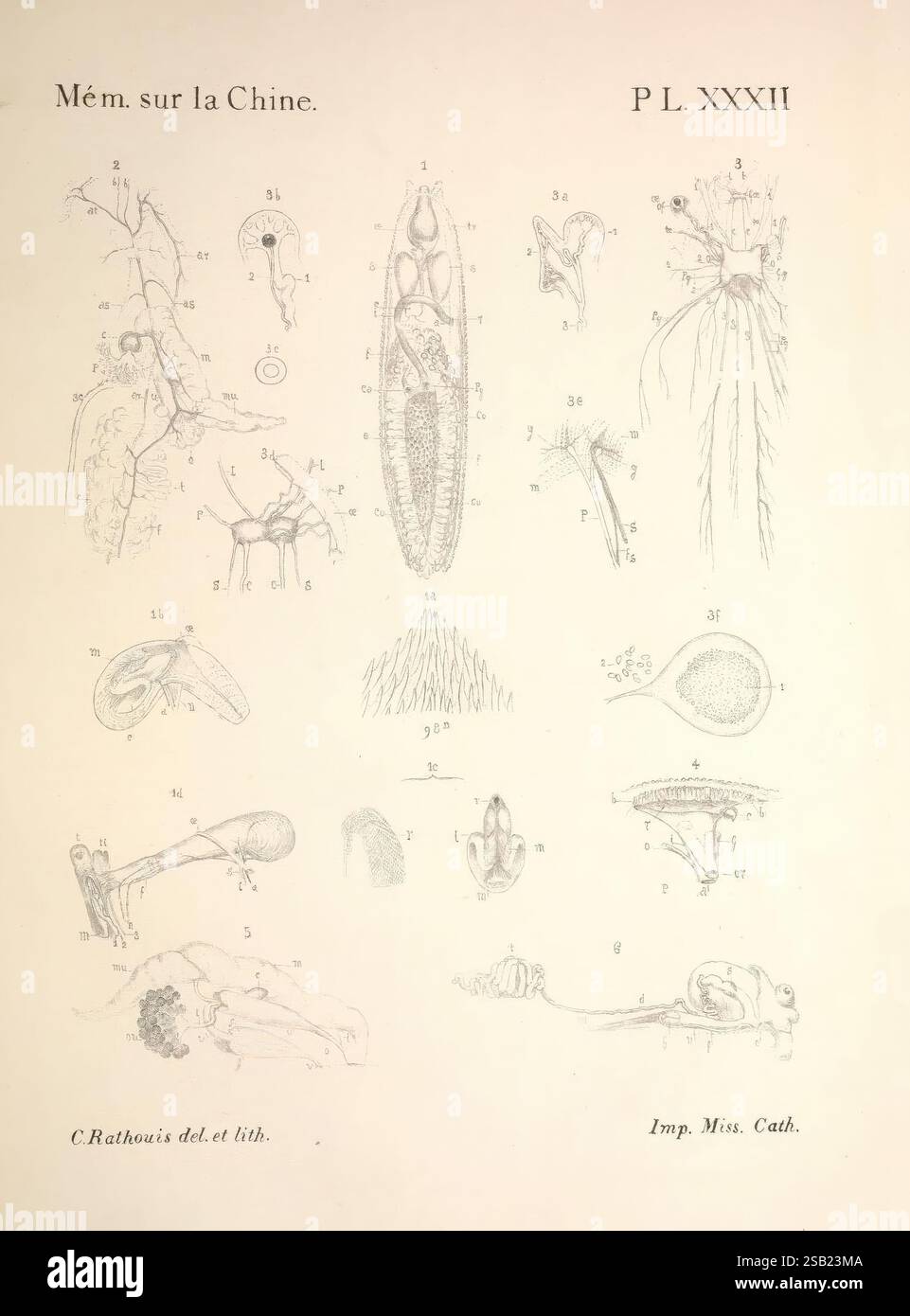 Notes sur les mollusques terrestres de la Vallée du Fleuve Bleu, Chang ...