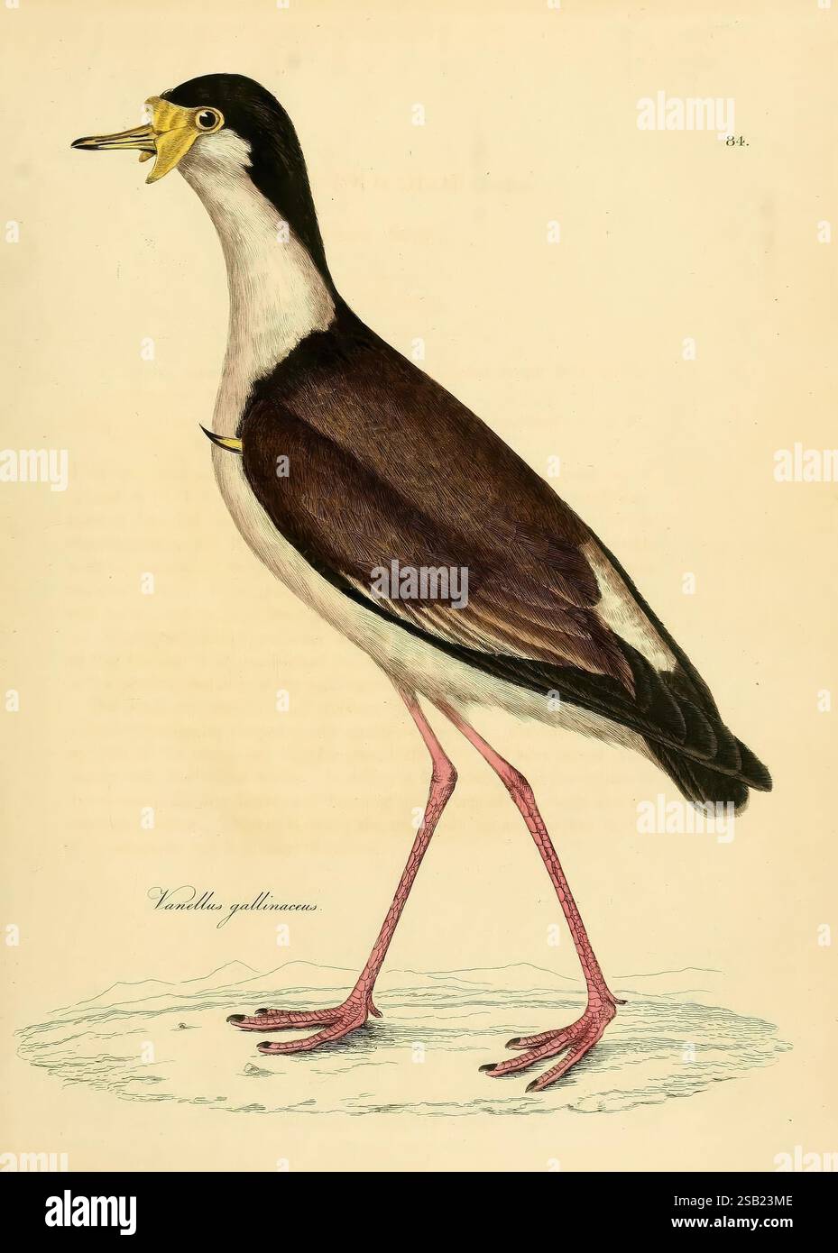 Illustrations of ornithology, Dublin, Longman, Rees, Orme, Brown ...