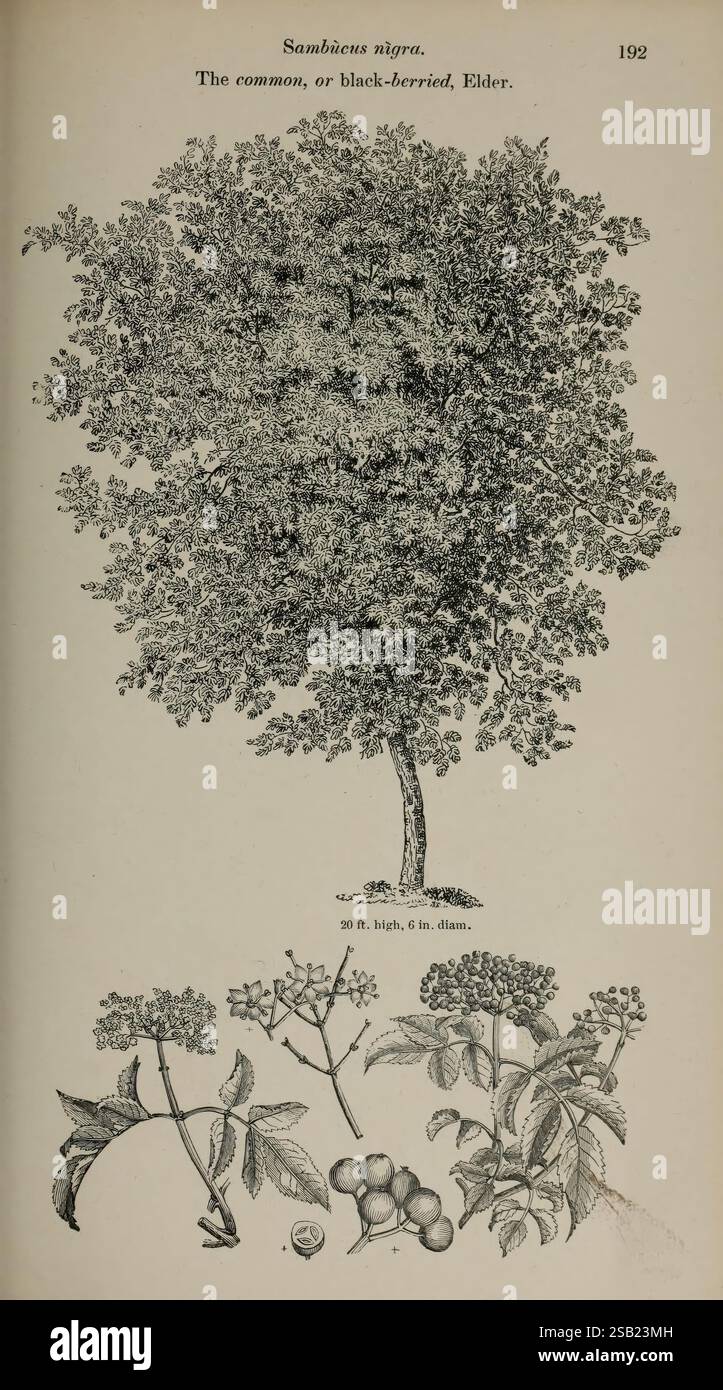 Arboretum et fruticetum britannicum, or London, J.C. Loudon, 1844 ...