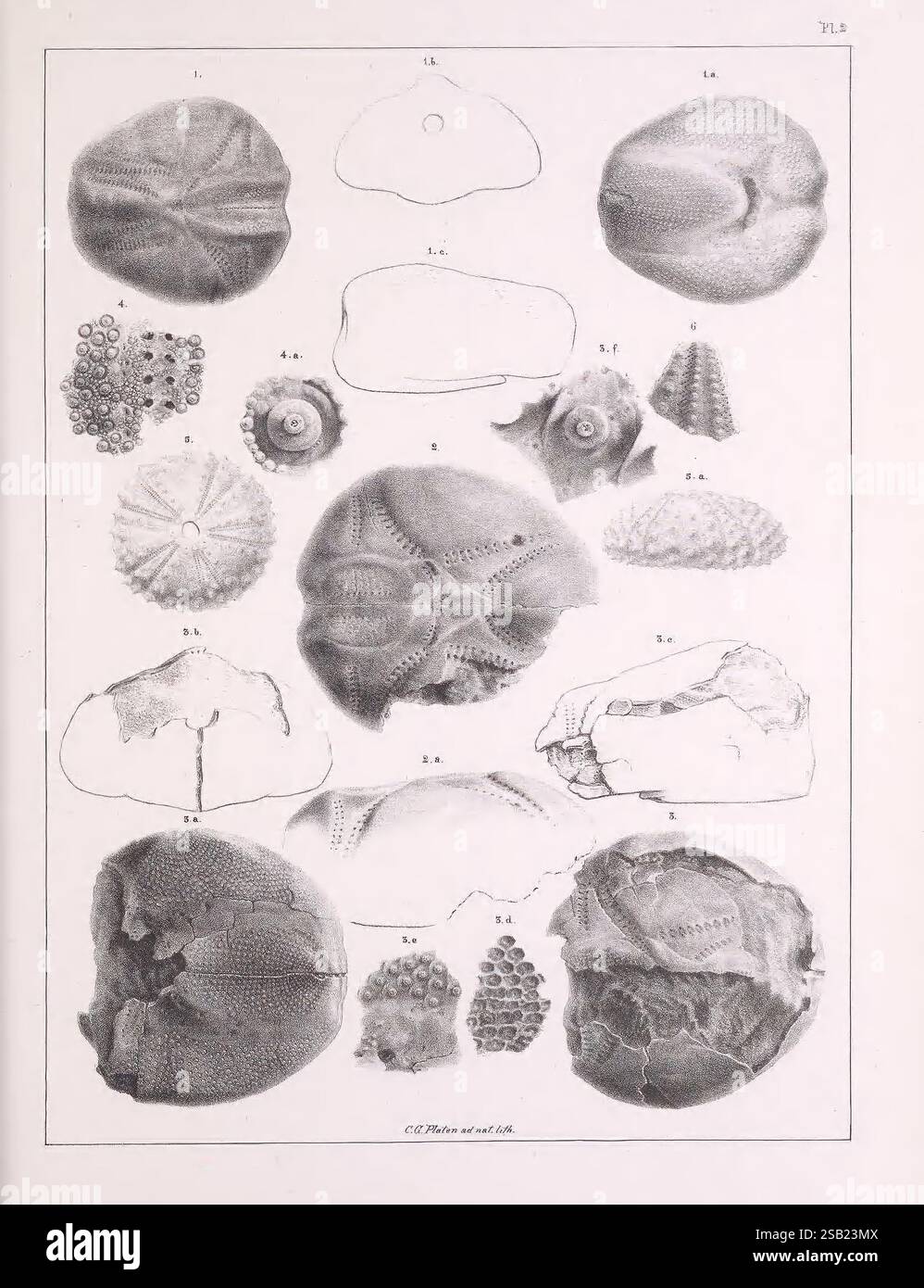 Pleiocene fossils of South Carolina, Charleston, S. C, Russell & Jones ...