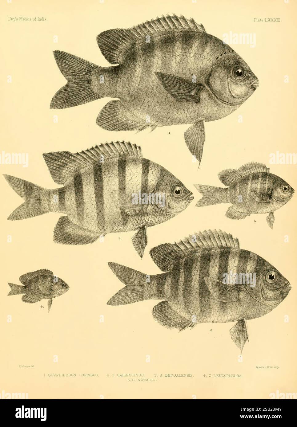 Marine Fishes Of India – A checklist of fishes of Kerala, India – XCBUBJ