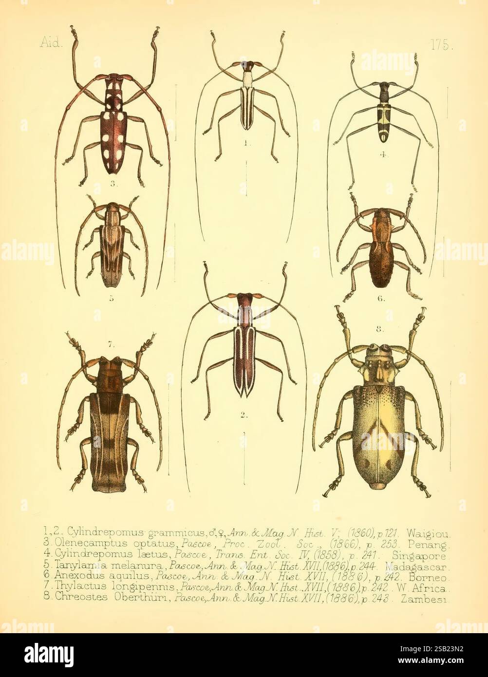 Top row features three distinct species hi-res stock photography and ...