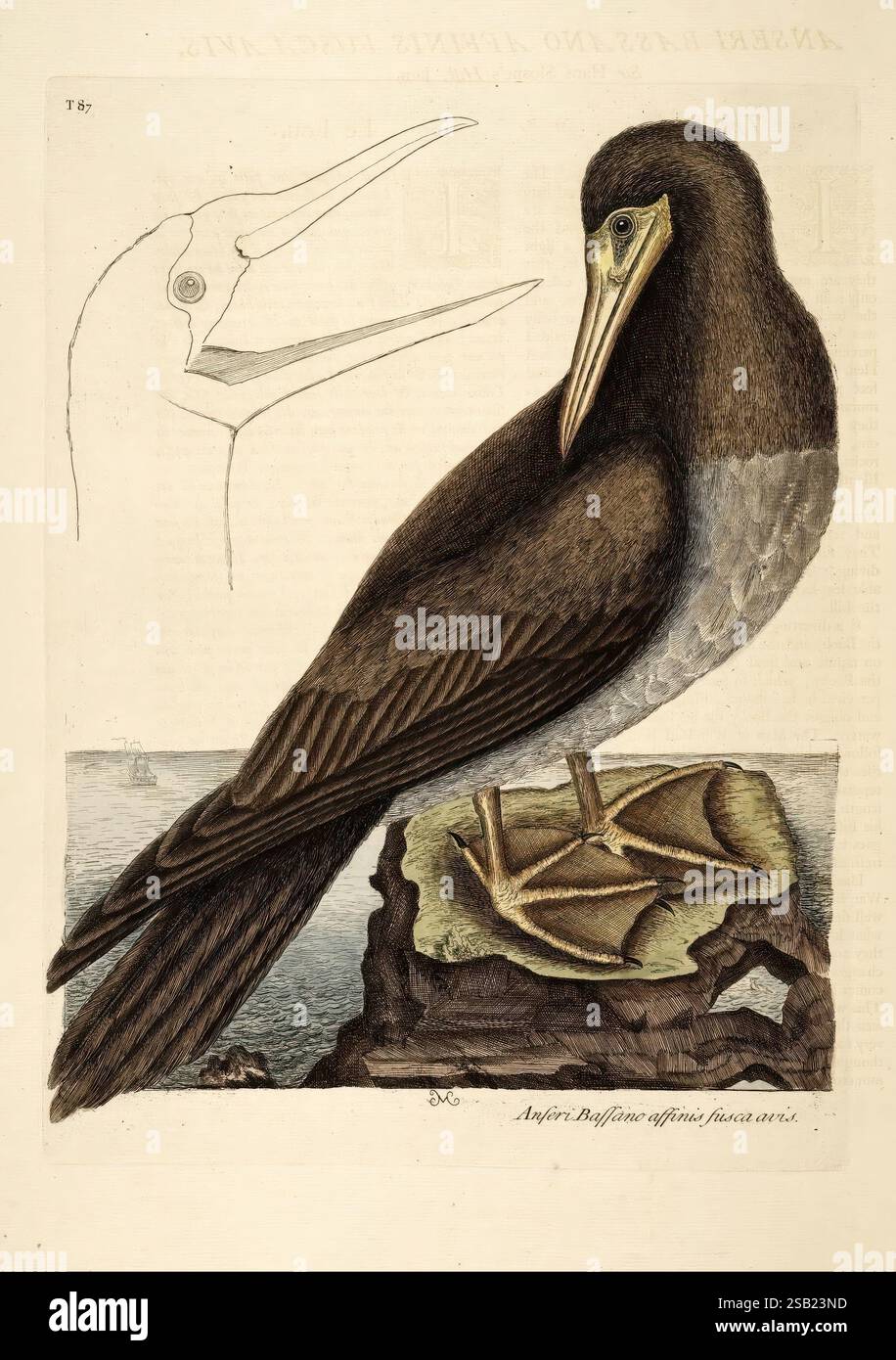 Slender neck transitions hi-res stock photography and images - Alamy