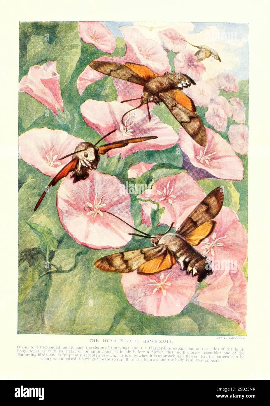 Several hummingbird moths hi-res stock photography and images - Alamy