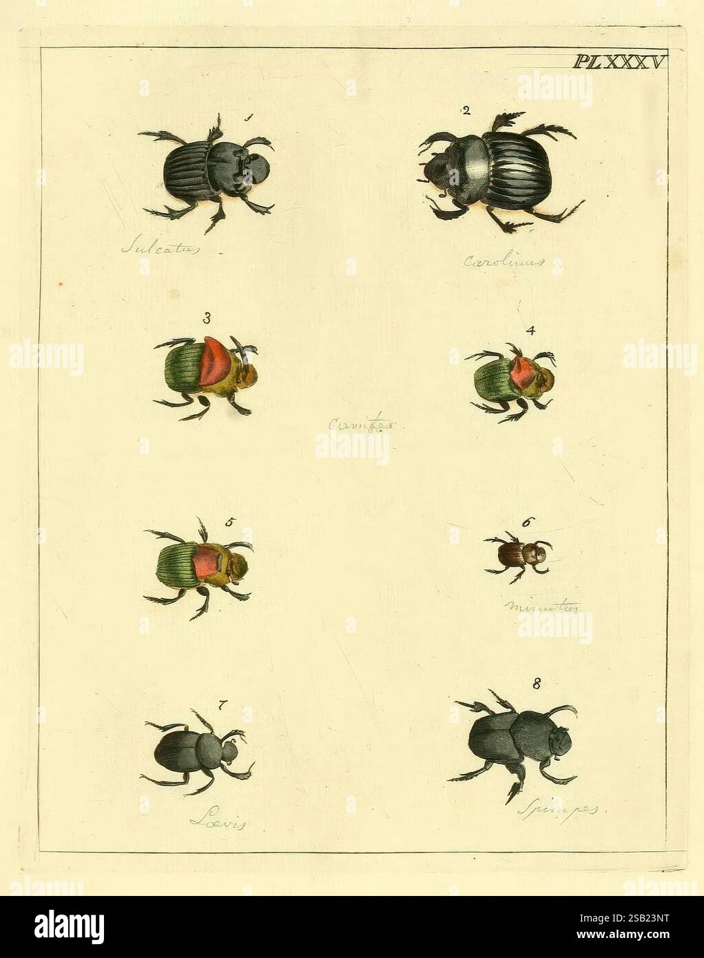 Three beetles labeled hi-res stock photography and images - Alamy