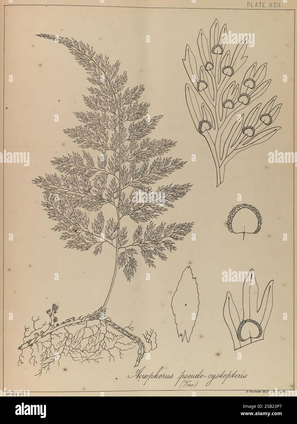 The Ferns Of British India Madras Printed By Gantz Brothers 1866 India Pteridophyta