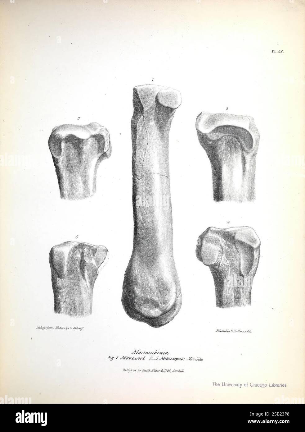The Zoology of the Voyage of H.M.S. Beagle, London, Smith, Elder & Co ...