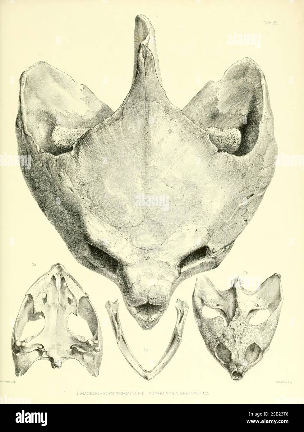 Cervical shield hi-res stock photography and images - Alamy