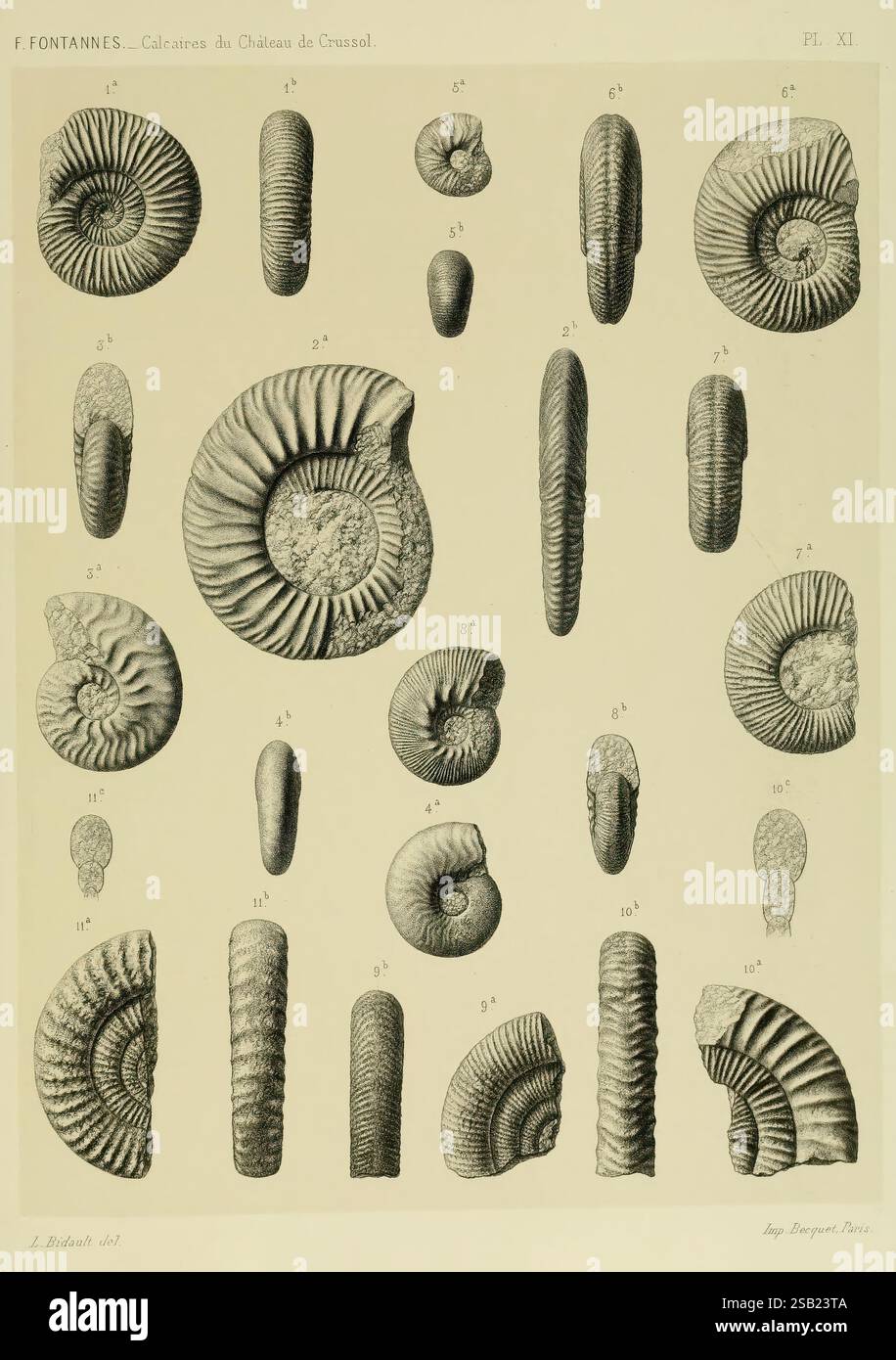 Detailed illustrations of ammonite fossils hi-res stock photography and ...