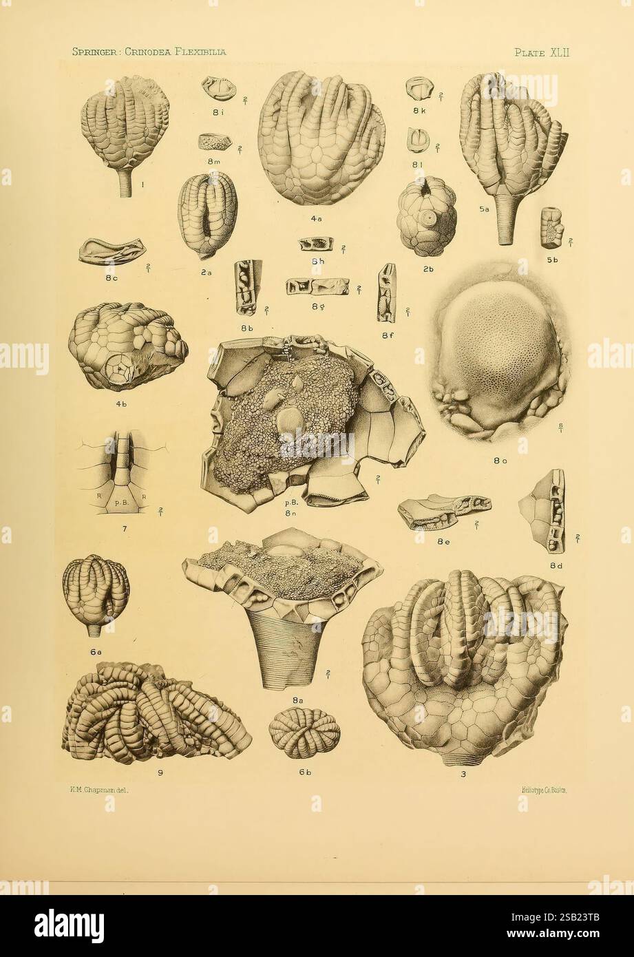 The Crinoidea flexibilia, Washington D.C, 1920, crinoidea fossil., A ...