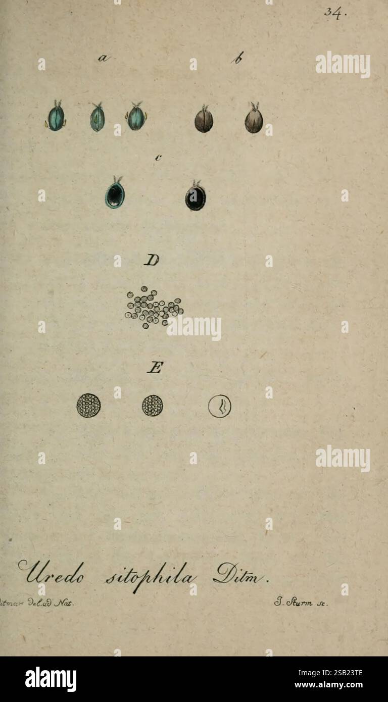 Clumped structures hi-res stock photography and images - Alamy