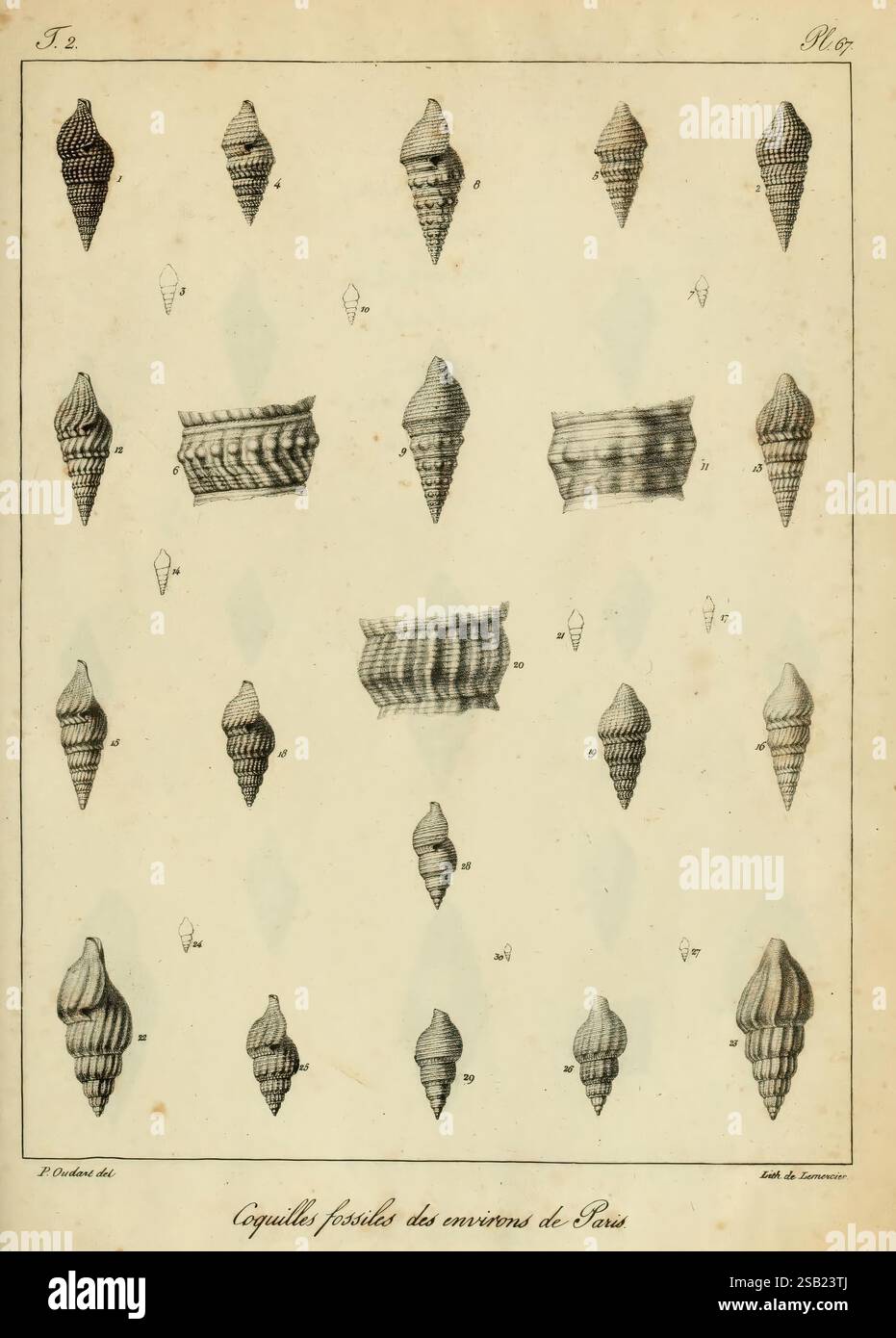 Description des coquilles fossiles des environs de Paris Paris L'auteur ...