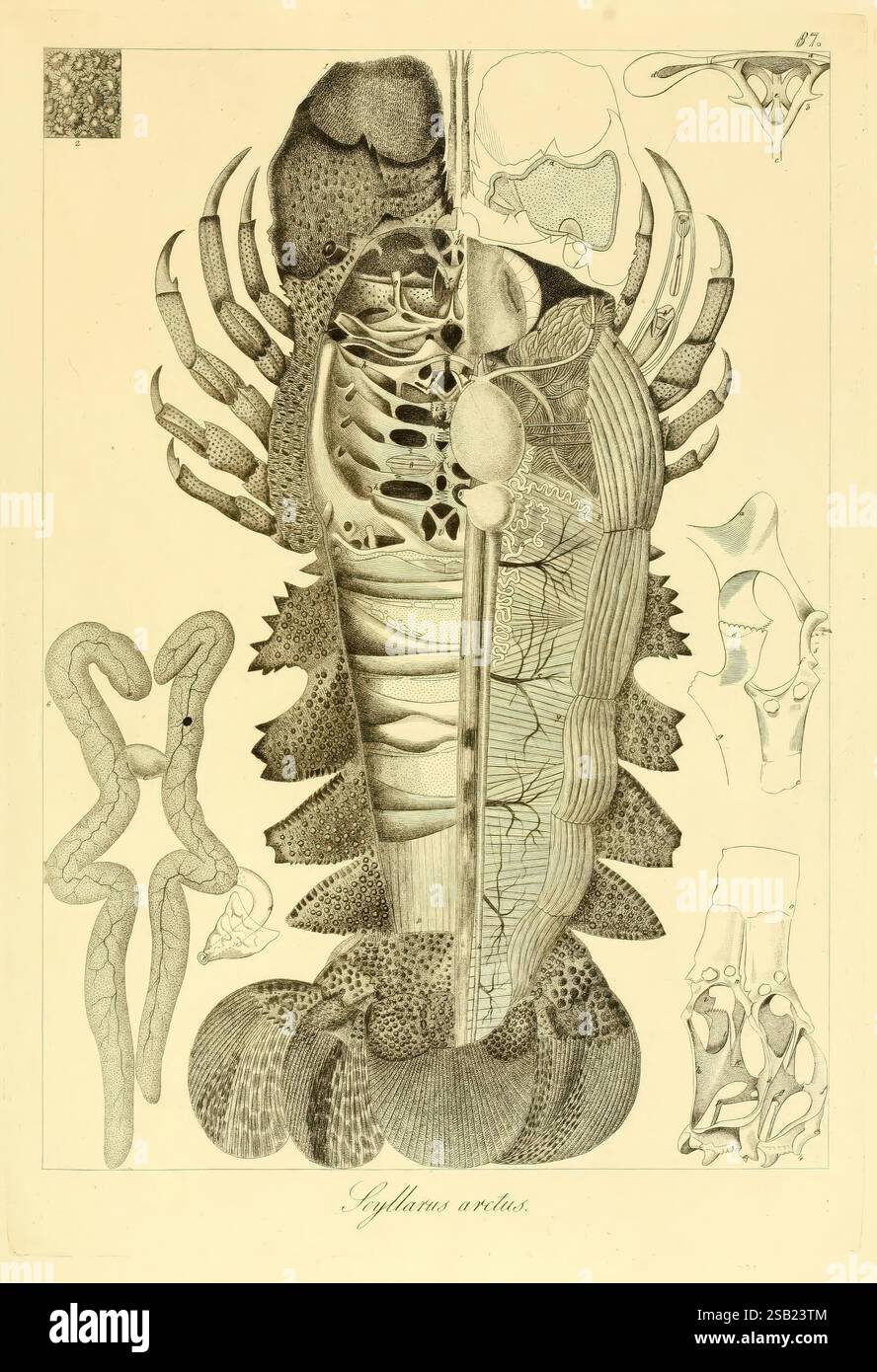 Detailed dissection view hi-res stock photography and images - Alamy
