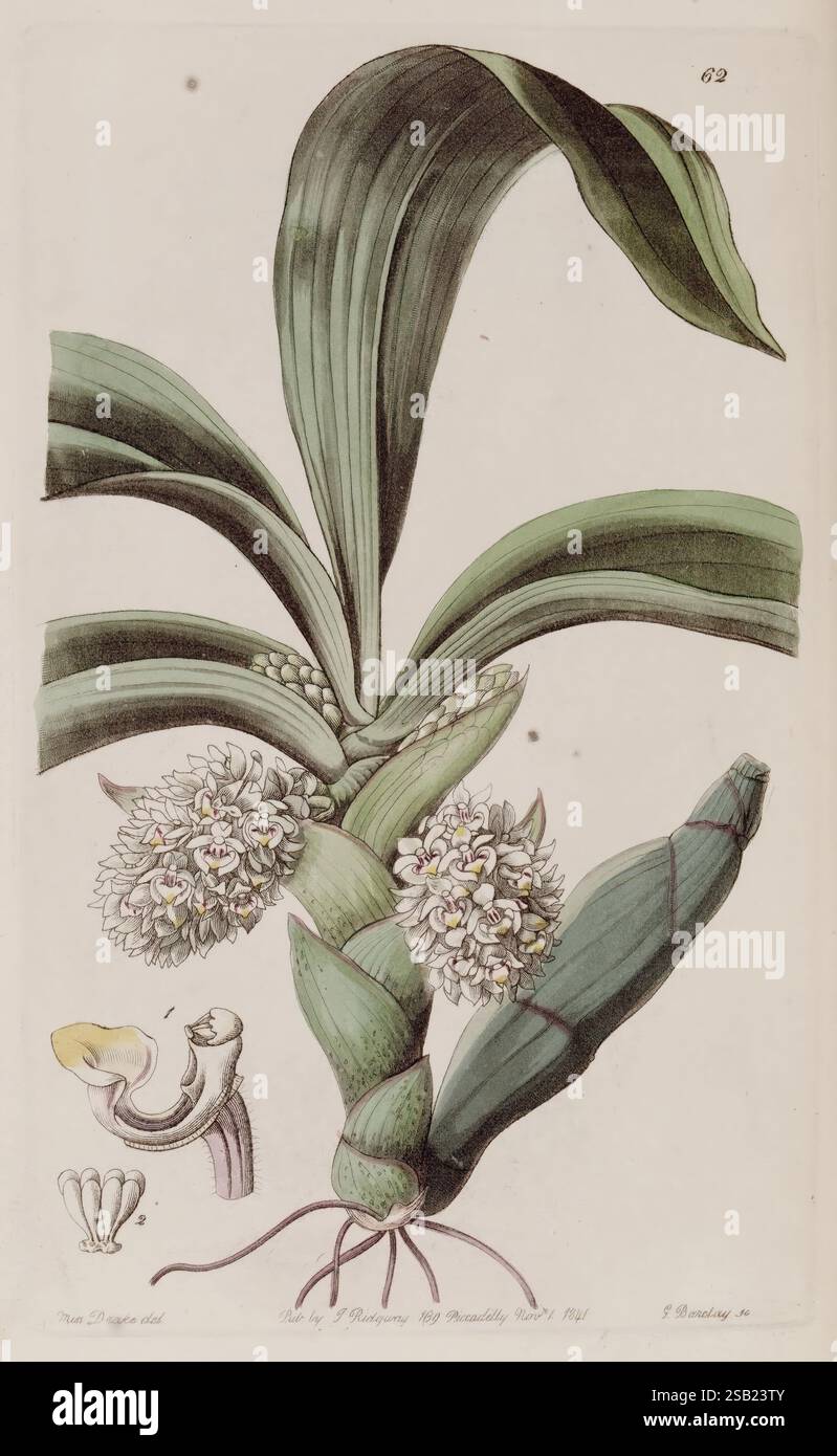 Edwards's botanical register, London, James Ridgway, 1829-1847, 1829 ...