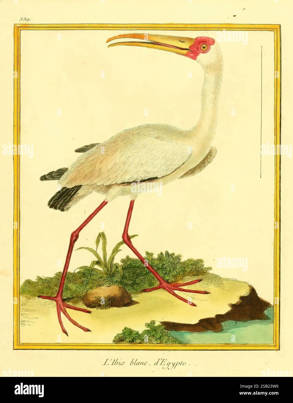 Bird displays predominantly white plumage hi-res stock photography and ...