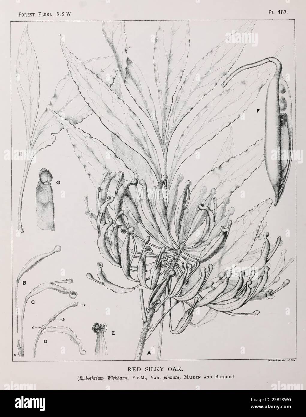 The forest flora of New South Wales, Sydney, W. A. Gullick,1902-1925 Australia, New South Wales ...