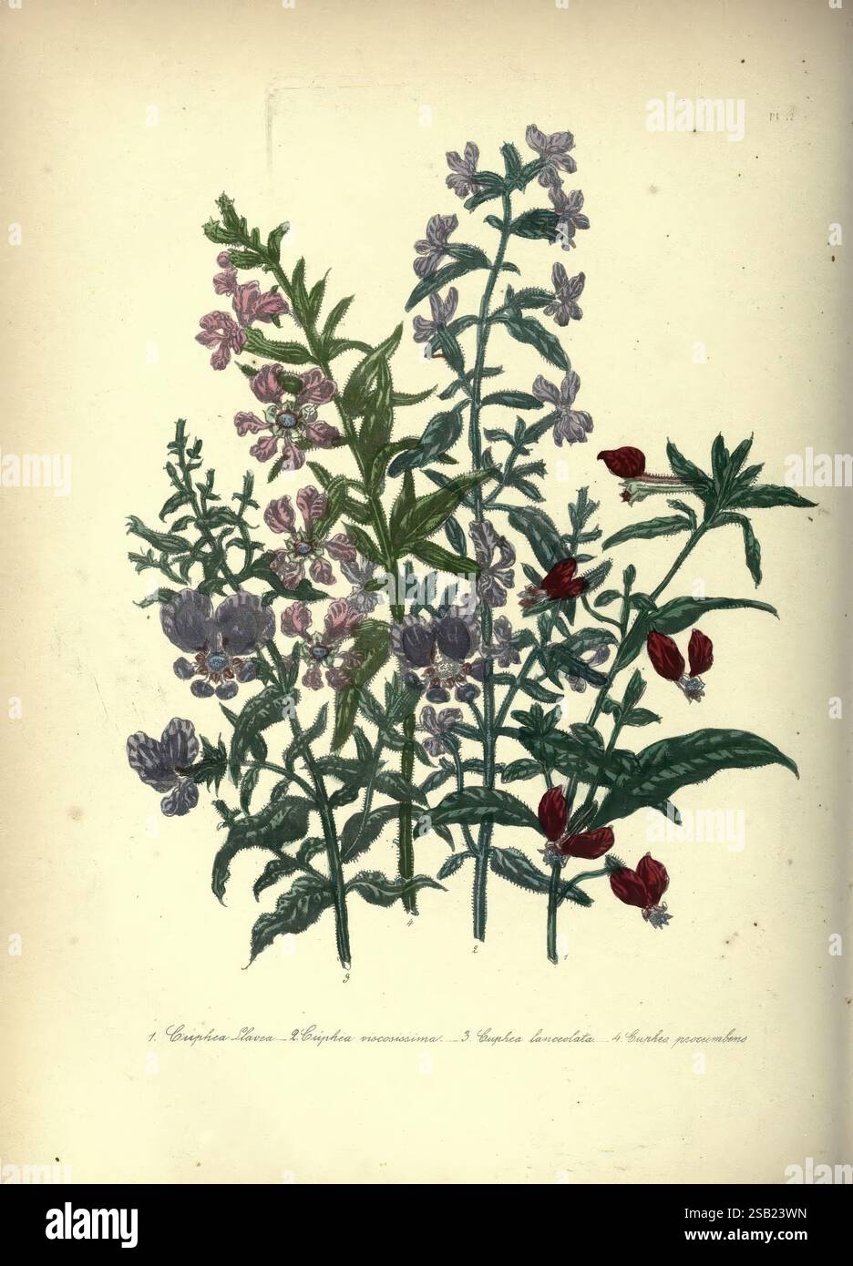 The ladies' flower-garden of ornamental annuals. London, W. S. Orr & Co ...