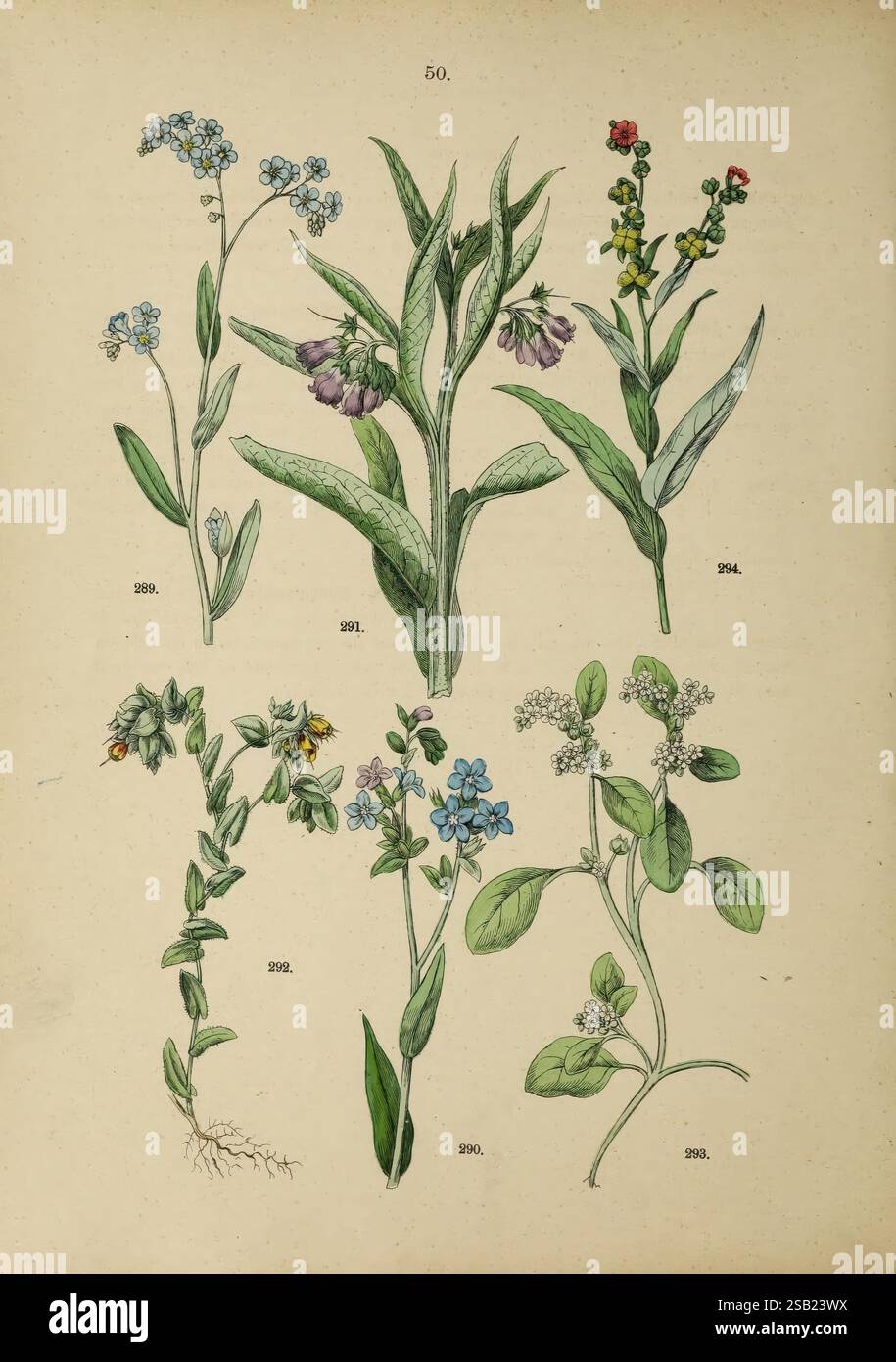 Botanischer Bilder-Atlas nach De Candolle's Natürlichem Pflanzensystem ...