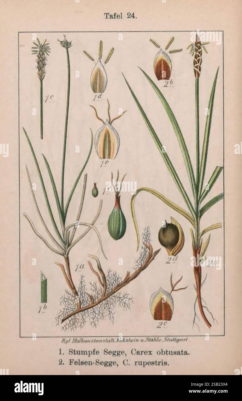 Detailed botanical study of two species of sedge hi-res stock ...