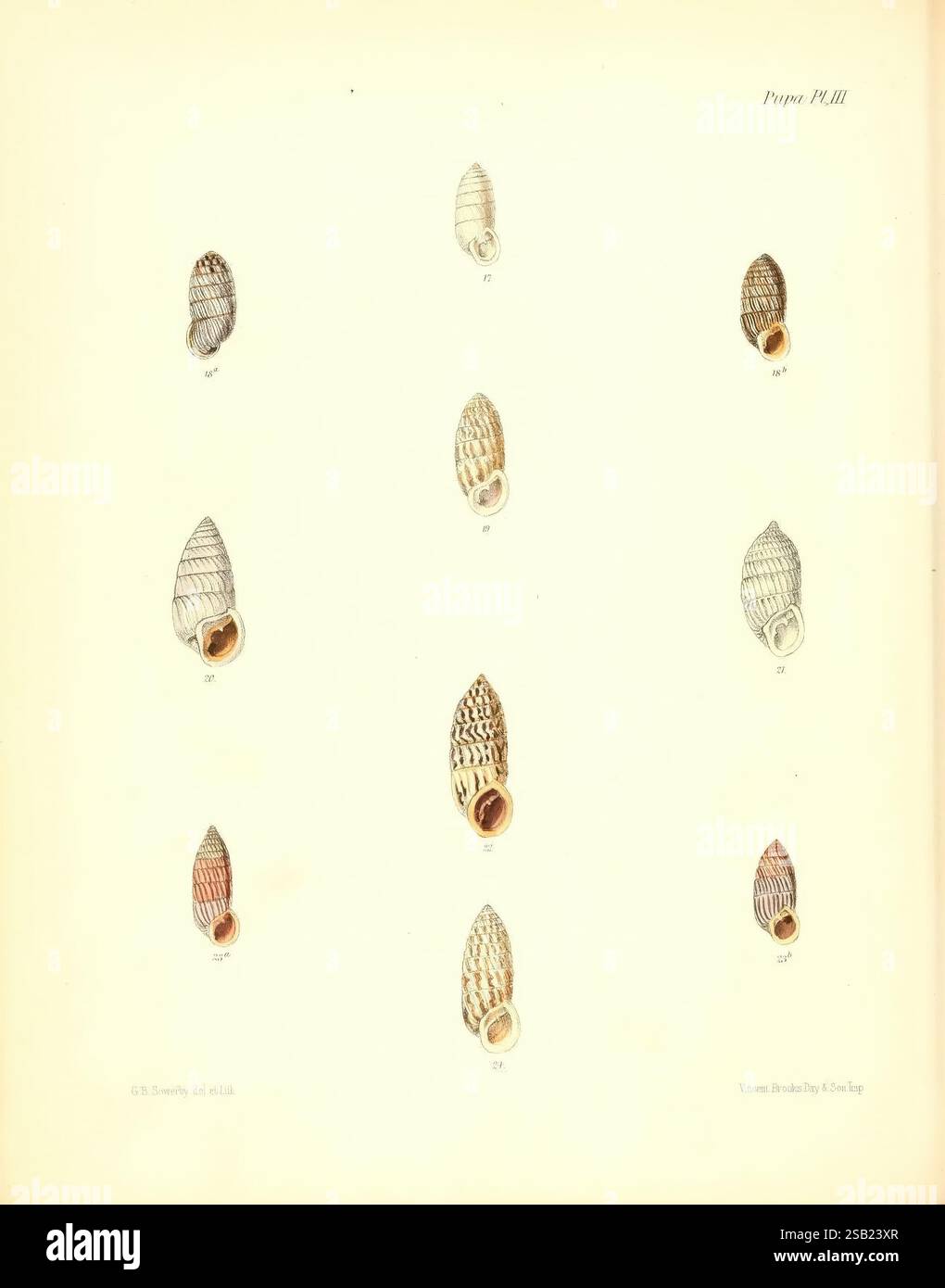 Conchologia iconica, or Illustrations of the shells of molluscous ...