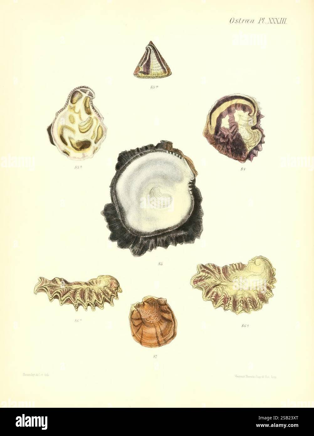 Showcasing unique shell shapes hi-res stock photography and images - Alamy