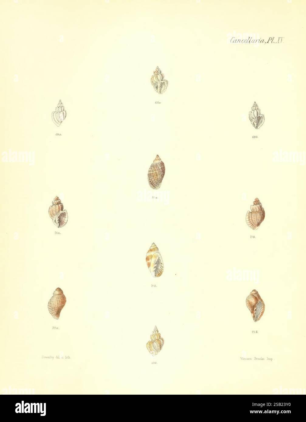 Shells feature spiral forms hi-res stock photography and images - Alamy