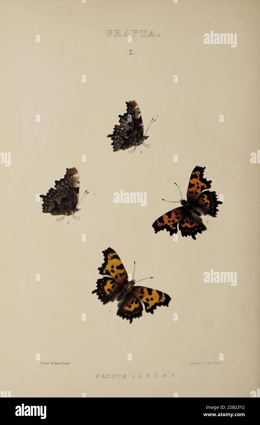 Final butterfly mirrors hi-res stock photography and images - Alamy