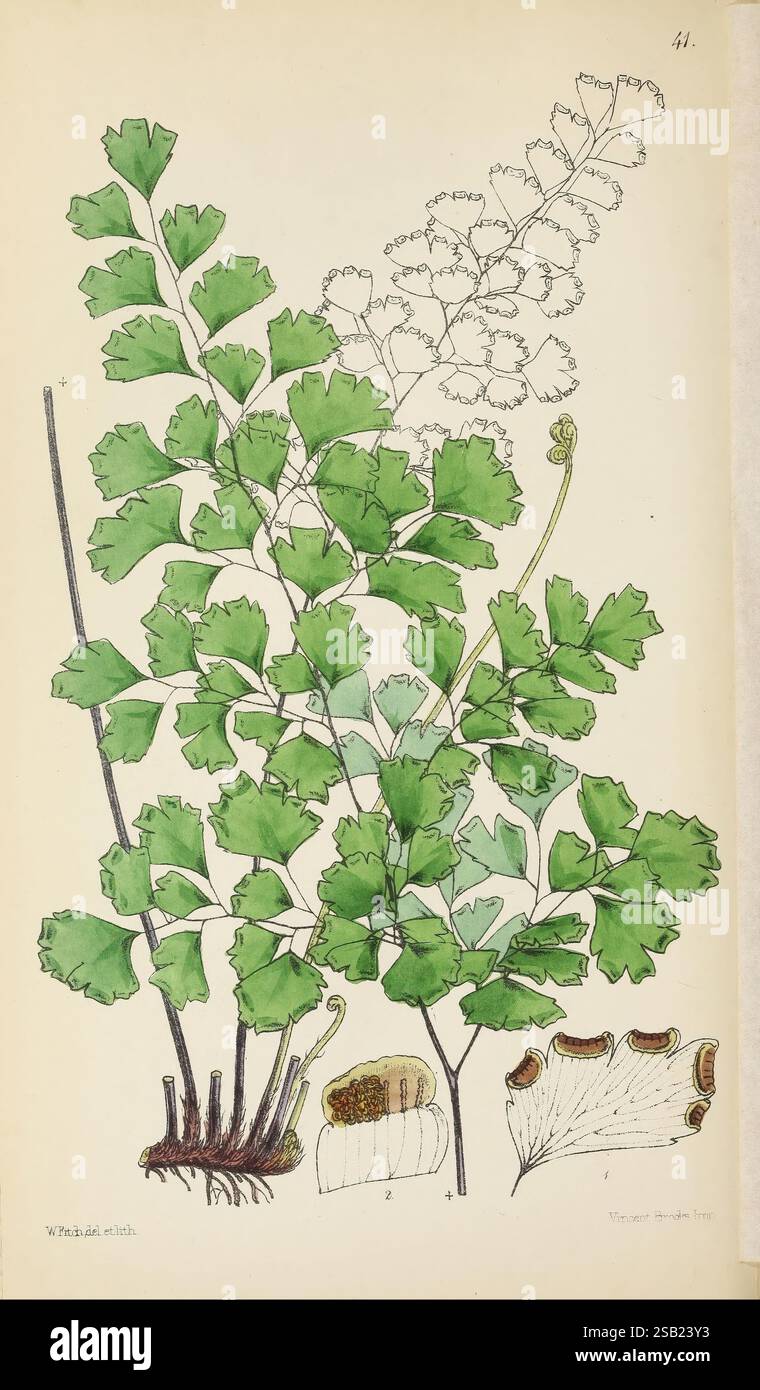 The British ferns Coloured figures and descriptions Analyses ...