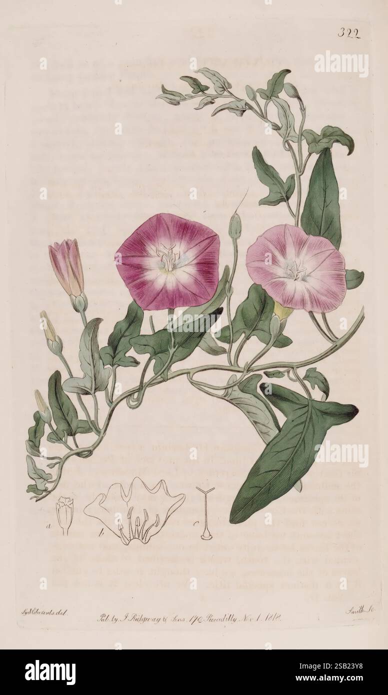Composition highlights two prominent flowers hi-res stock photography ...