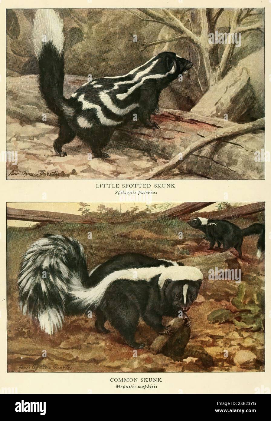 Wild animals of North America, Washington, D.C, mammals, North America ...