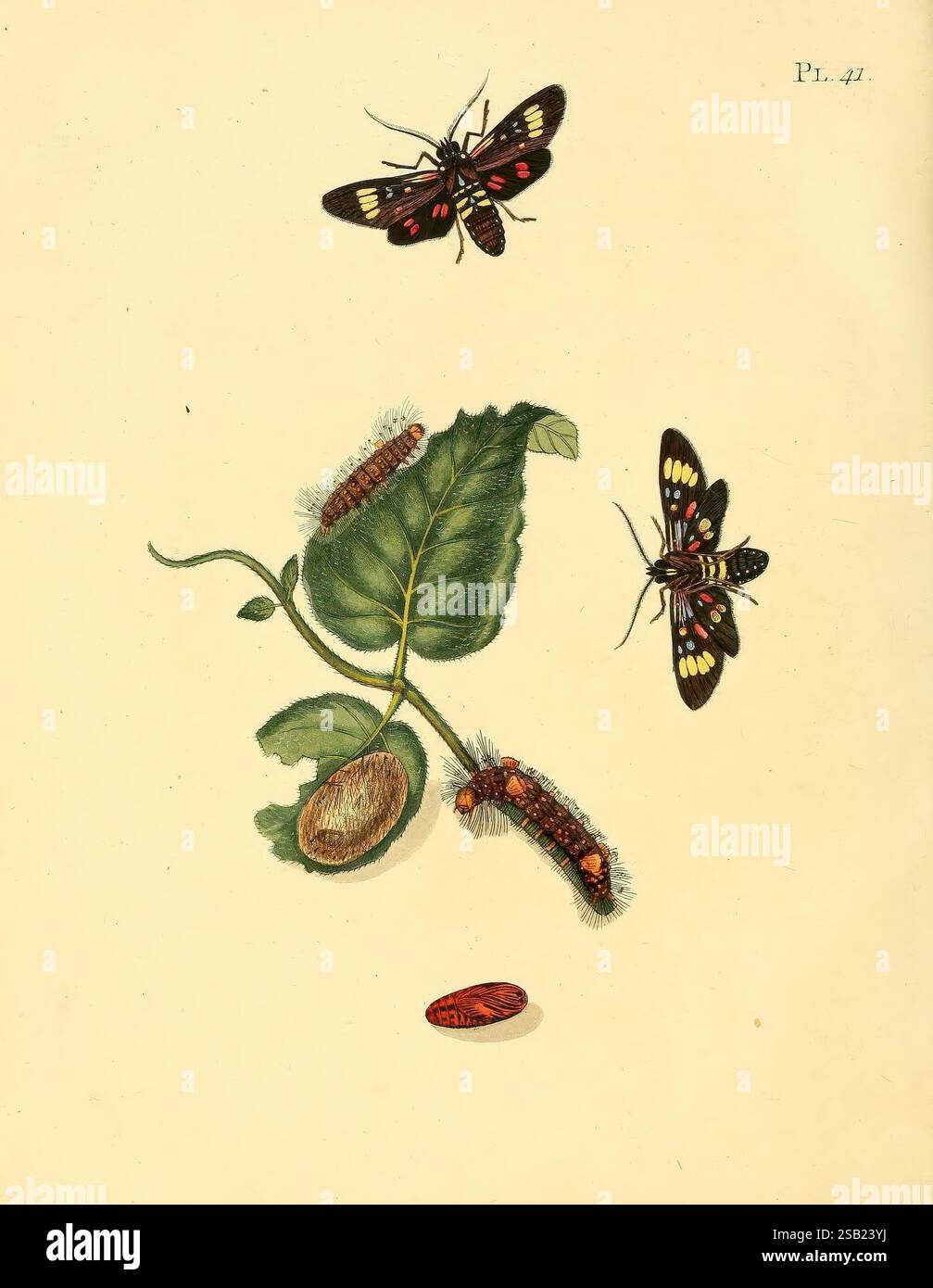 Two vibrant moths flutter hi-res stock photography and images - Alamy