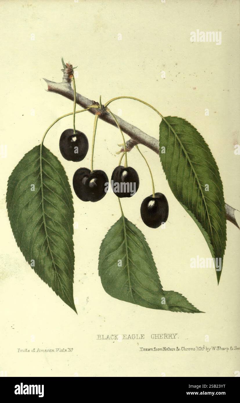 Dark cherries nestled hi-res stock photography and images - Alamy