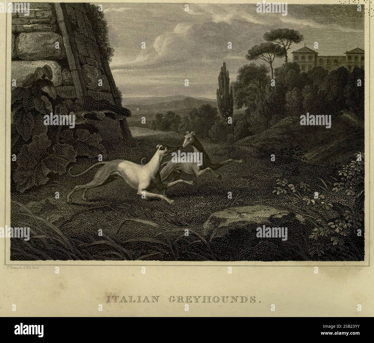 Two italian greyhounds hi-res stock photography and images - Alamy