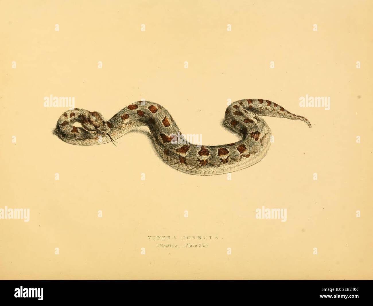 Illustrations of the Zoology of South Africa, v.3. London, Smith, Elder ...