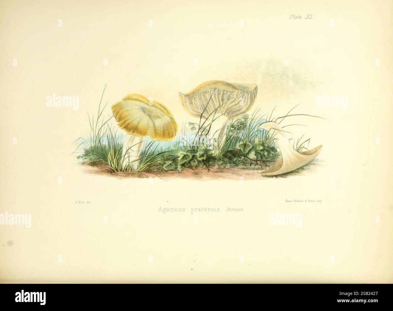 Illustrations of British mycology, London, Reeve, Benham, and Reeve ...
