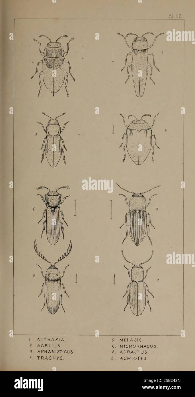 The British Coleoptera delineated, London, W. Crofts, 1840, beetles ...