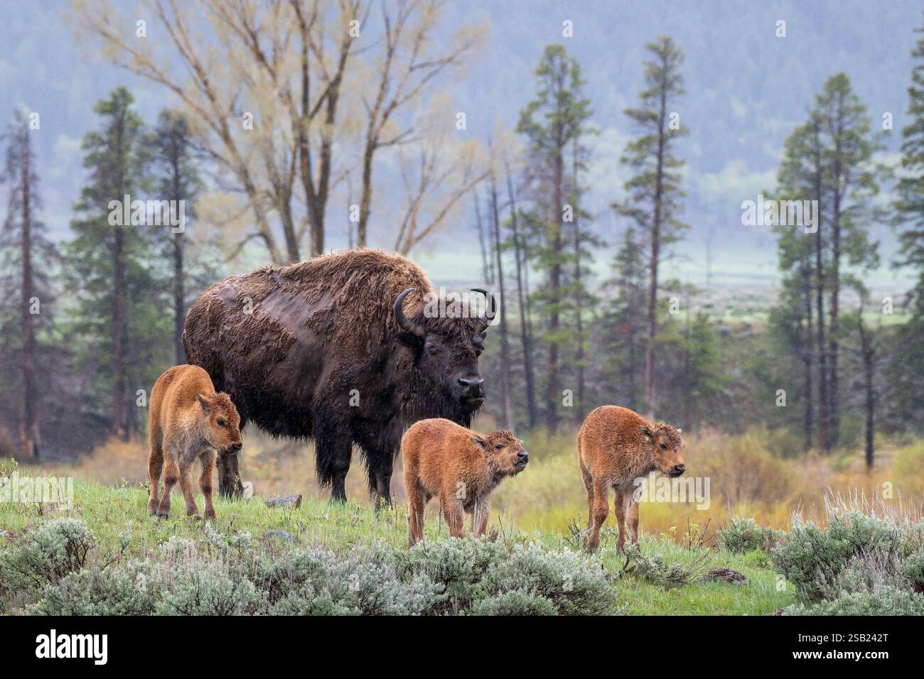 A mother bison guides her newborn calves through the rain in ...