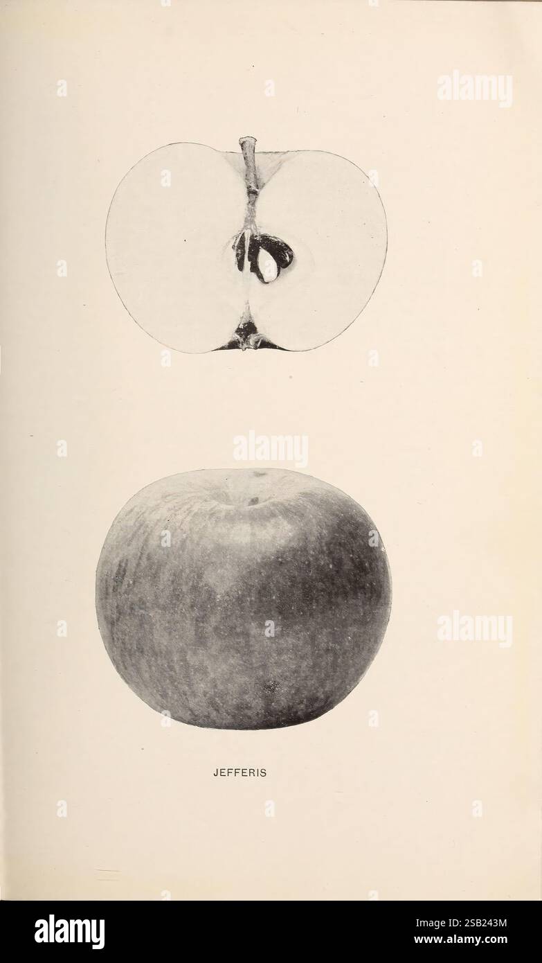 The apples of New York, Albany, J.B. Lyon, 1905, apples, fruit culture ...