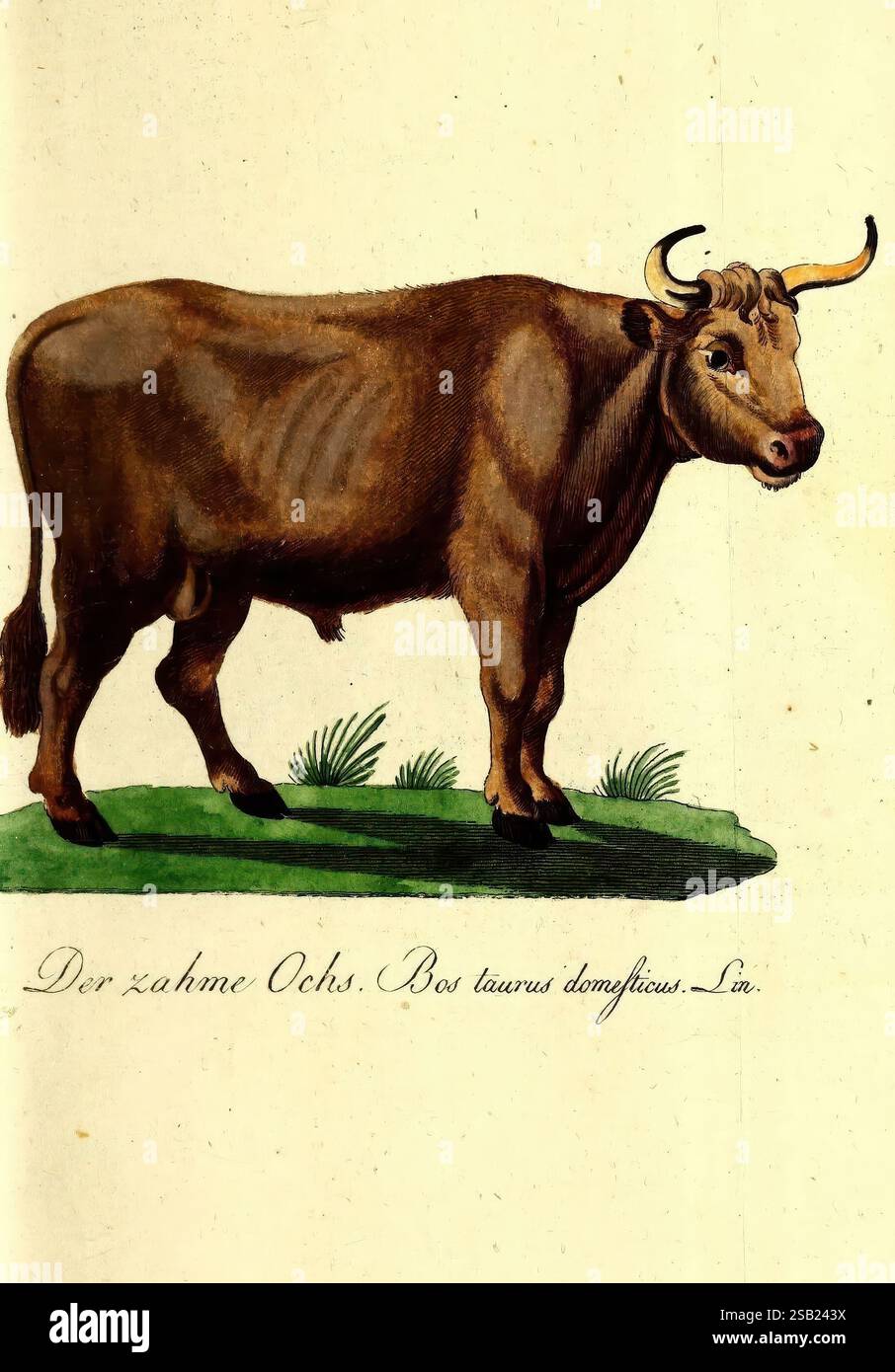 Oxs muscular physique hi-res stock photography and images - Alamy