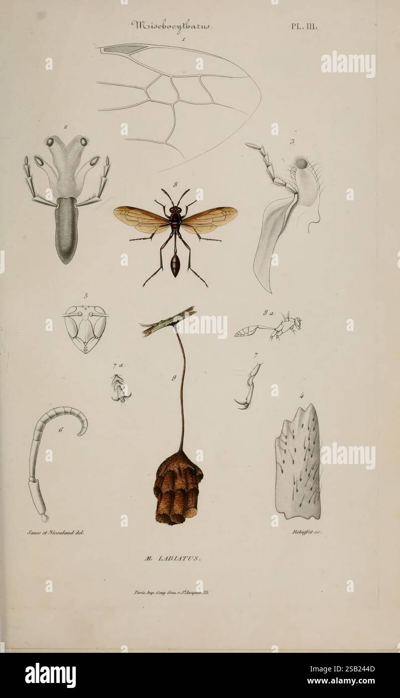 Vespidae famille hi-res stock photography and images - Alamy