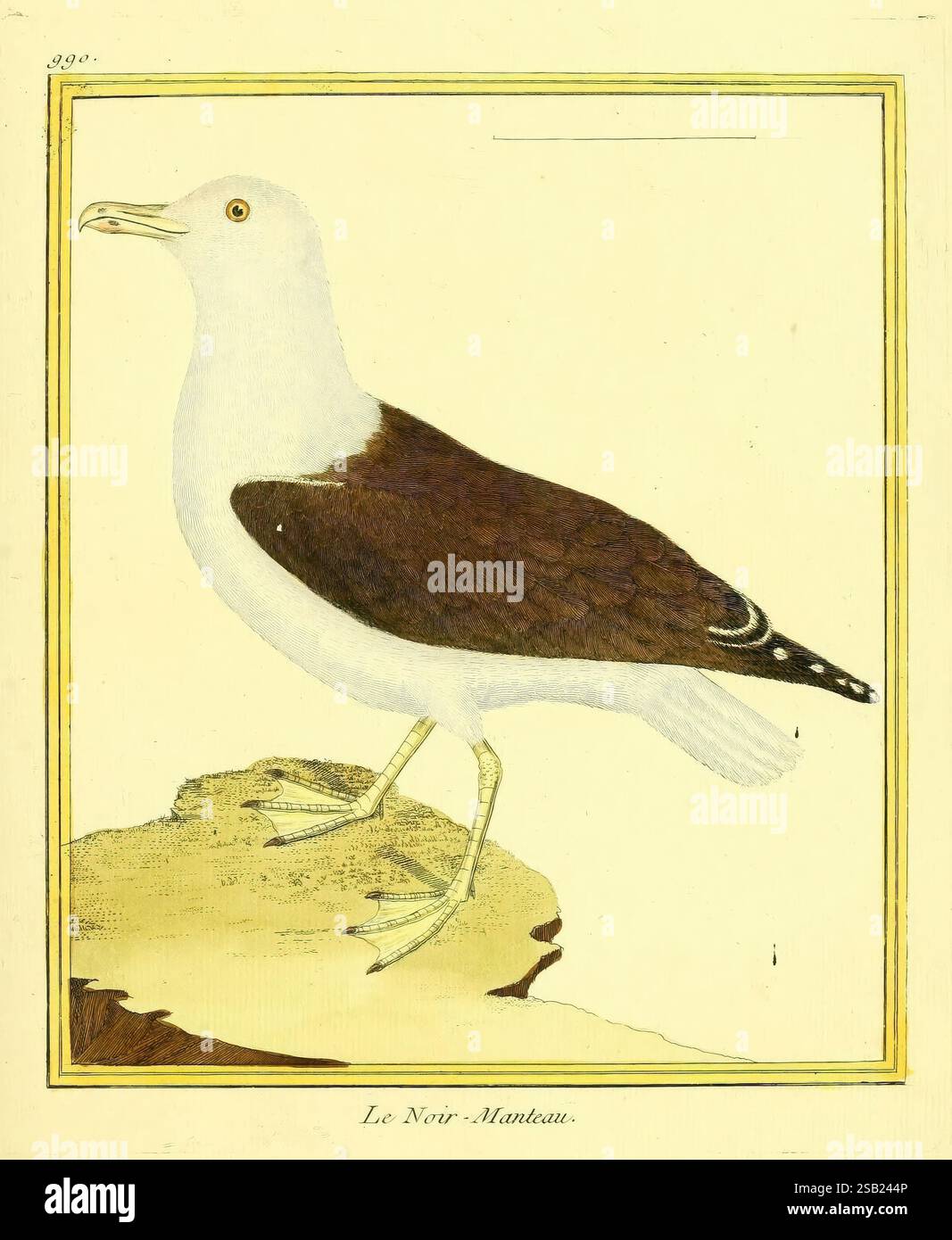 Rich brown body accentuated hi-res stock photography and images - Alamy