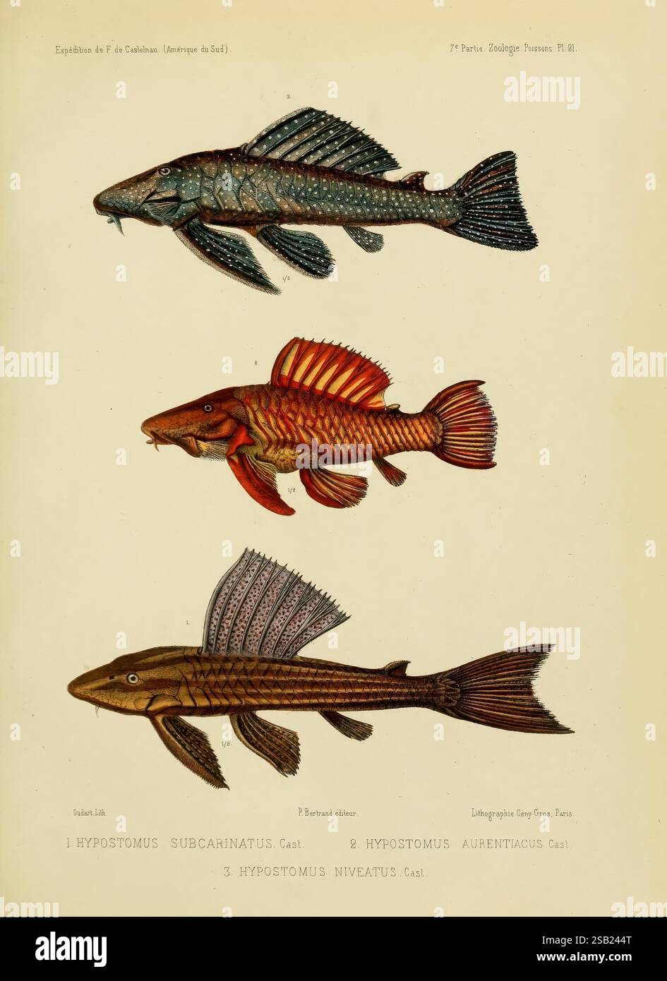 Illustration features three different species of fish hi-res stock ...
